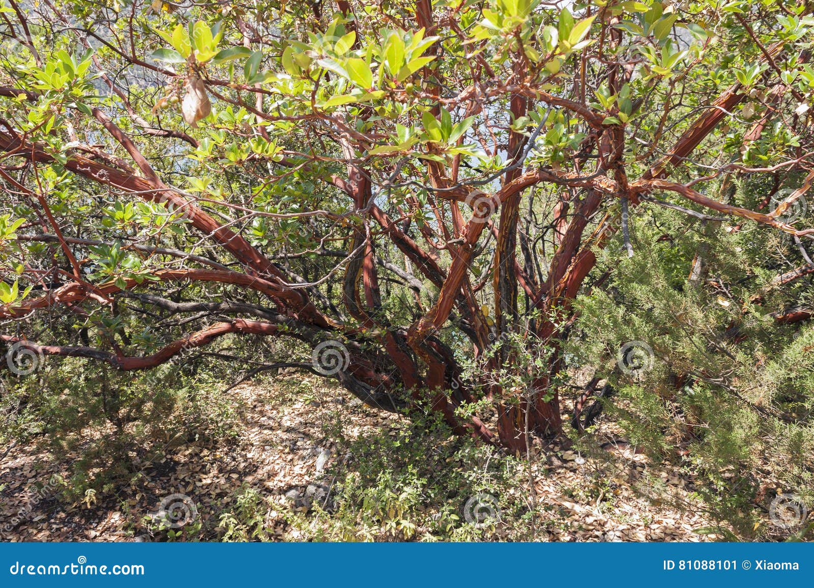 Red papery bark of Arbutus stock image. Image of wooden - 81088101