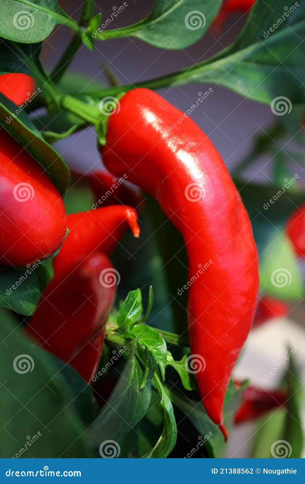 Red paprika stock photo. Image of fruits, cooking, love - 21388562