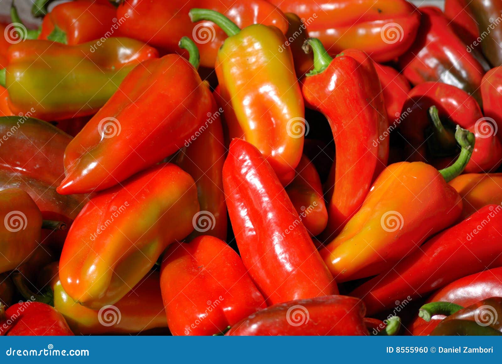 Red paprika stock photo. Image of vegetable, food, ingredient - 8555960