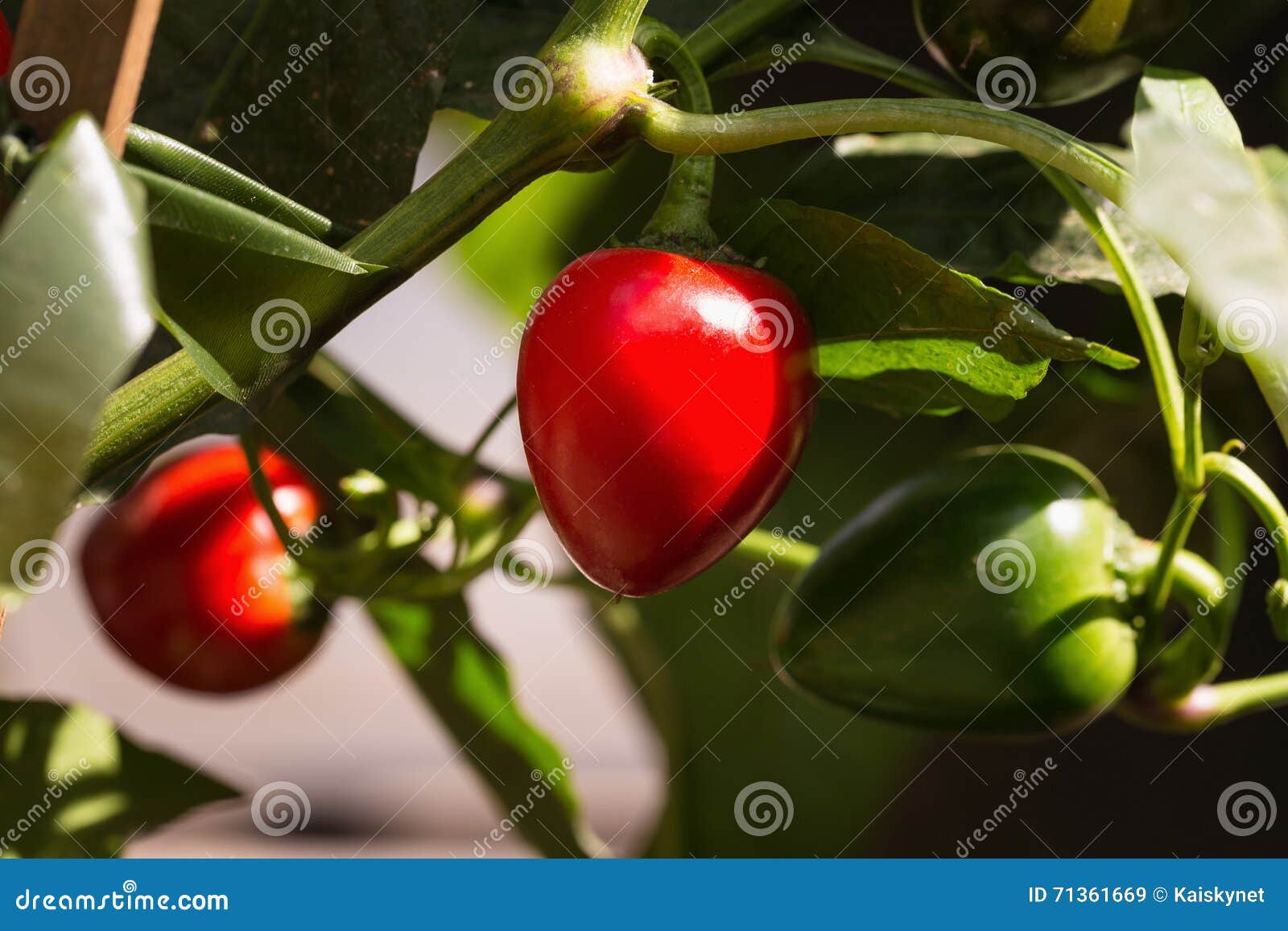 Red Paprika Growing in the Garden Stock Image - Image of chili ...