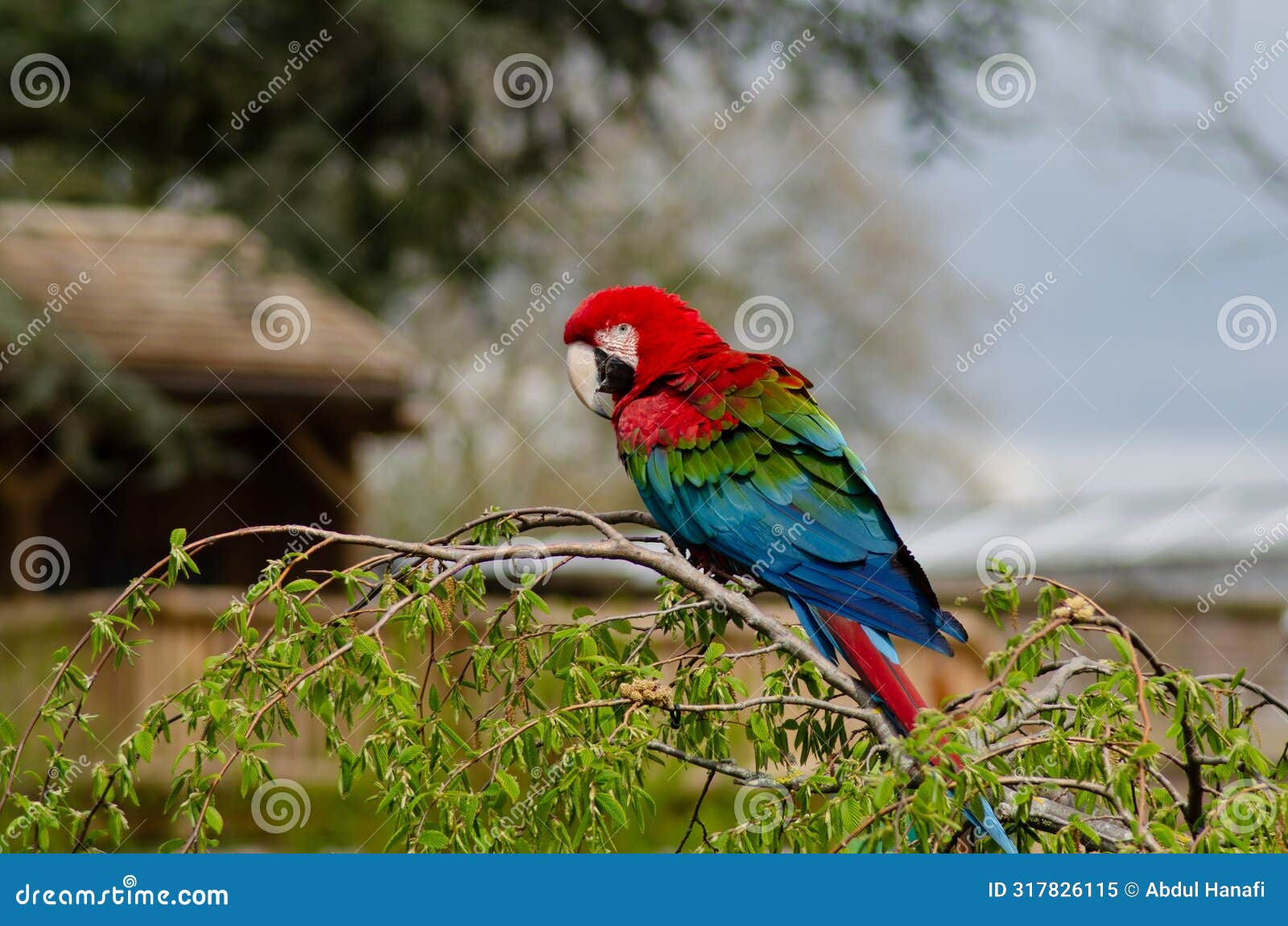 Red Parakeet Photo, Beautiful Color Stock Image - Image of color ...
