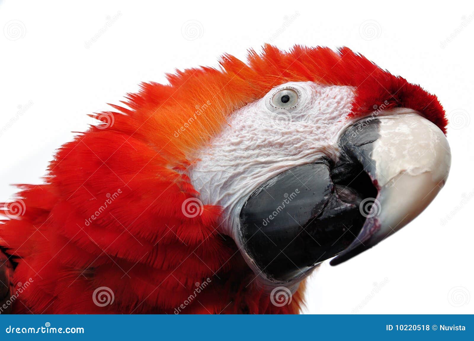 Red Parrot stock photo. Image of avian, aggressive, bird - 10220518
