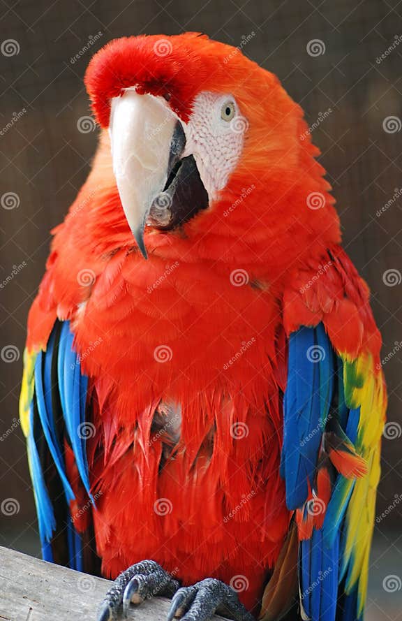 Red Parrot stock photo. Image of nature, birds, wildlife - 10819812