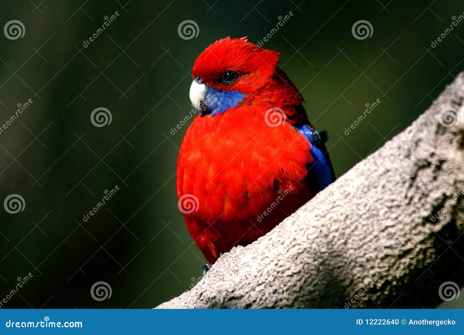 Red Parrot stock photo. Image of rosella, color, cage - 12222640