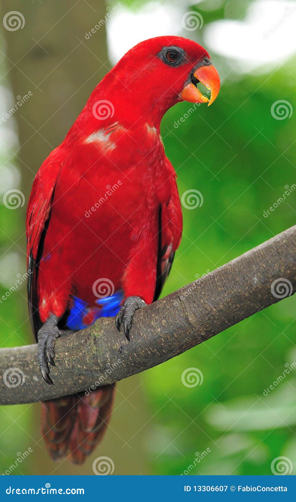 Red parrot stock image. Image of tourism, birds, feathers - 13306607