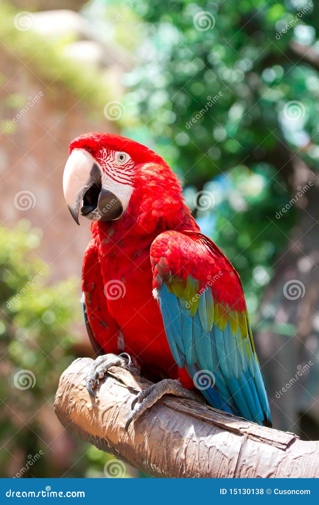 Red Parrot stock photo. Image of path, colorful, colourful - 15130138