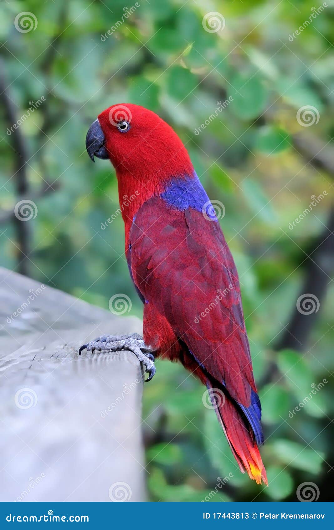 Red Parrot stock image. Image of parrot, color, colorful - 17443813