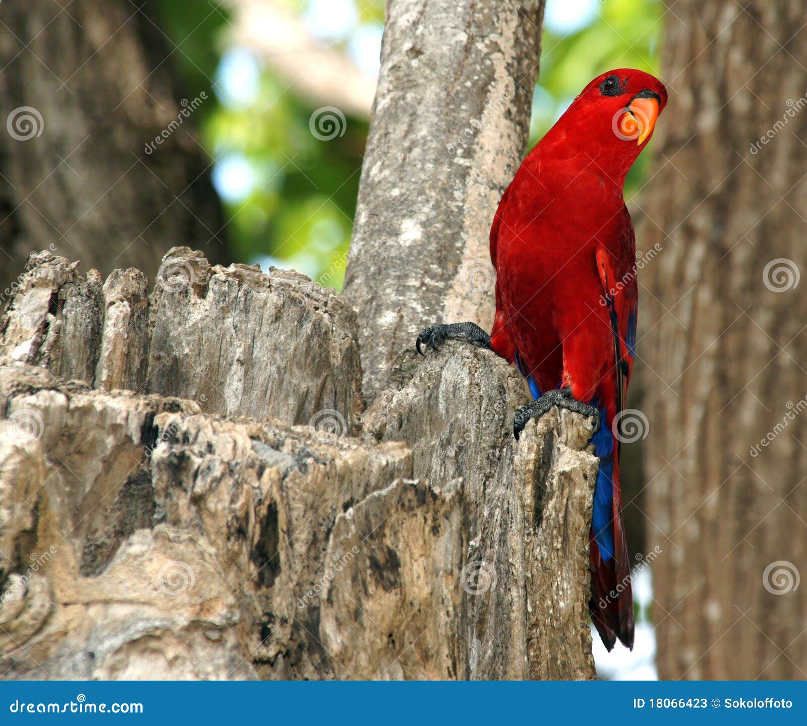 Red parrot stock image. Image of beak, bird, branch, parakeet - 18066423