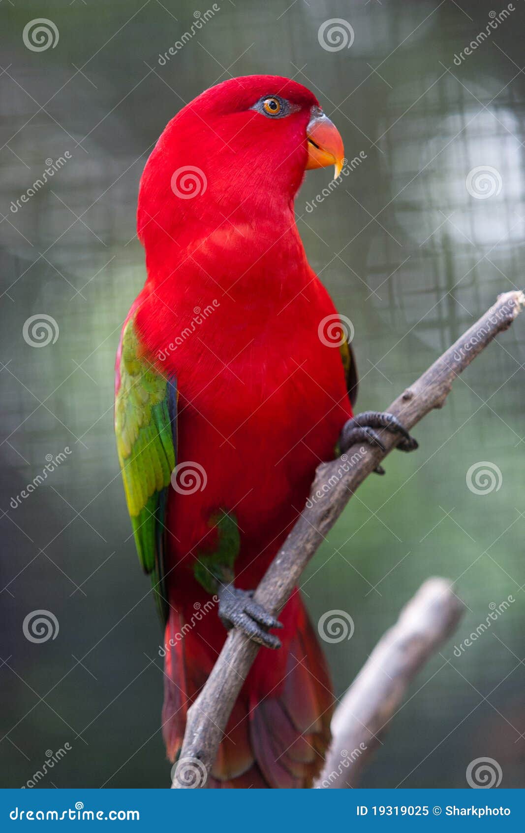 Red Parrot stock image. Image of malaysian, lumpur, conservation - 19319025