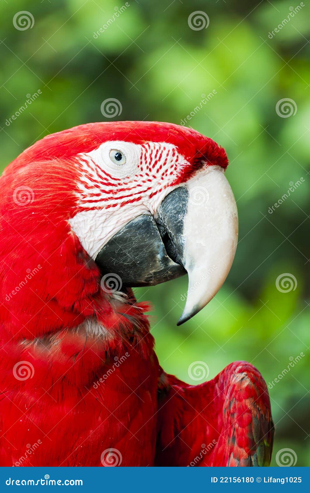 Red Parrot stock photo. Image of color, bird, green, forest - 22156180
