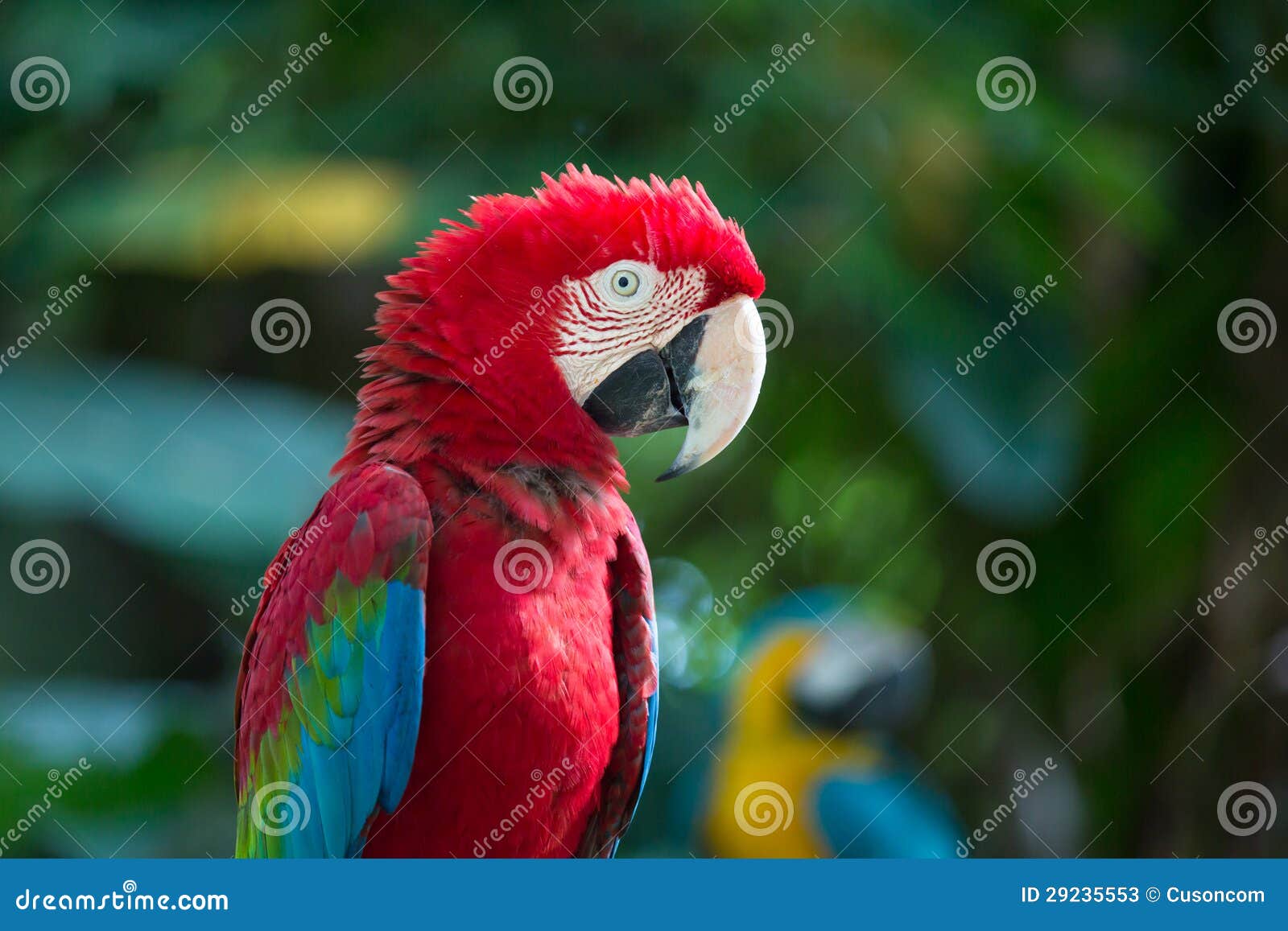Red Parrot stock image. Image of parrot, nature, color - 29235553