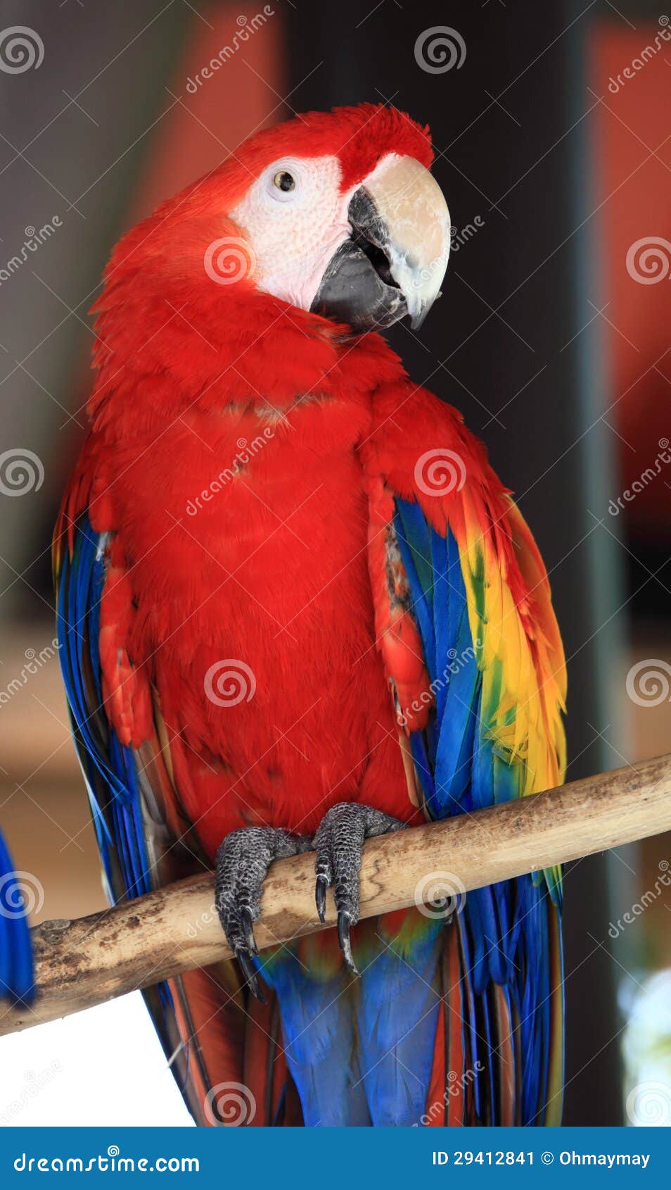 Red parrot stock image. Image of kong, parrot, hong, bird - 29412841