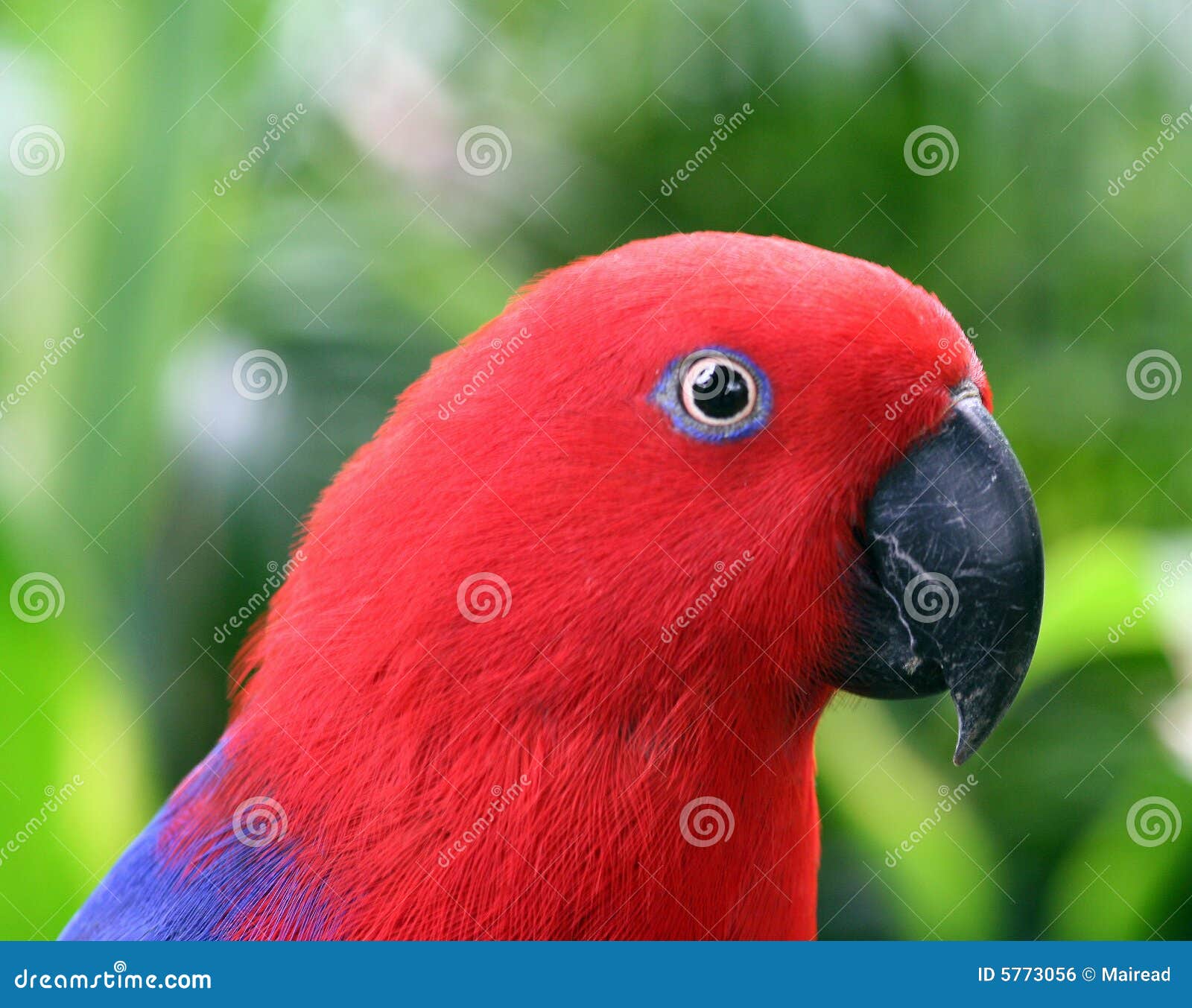 Red parrot stock photo. Image of ring, bird, parrot, wild - 5773056