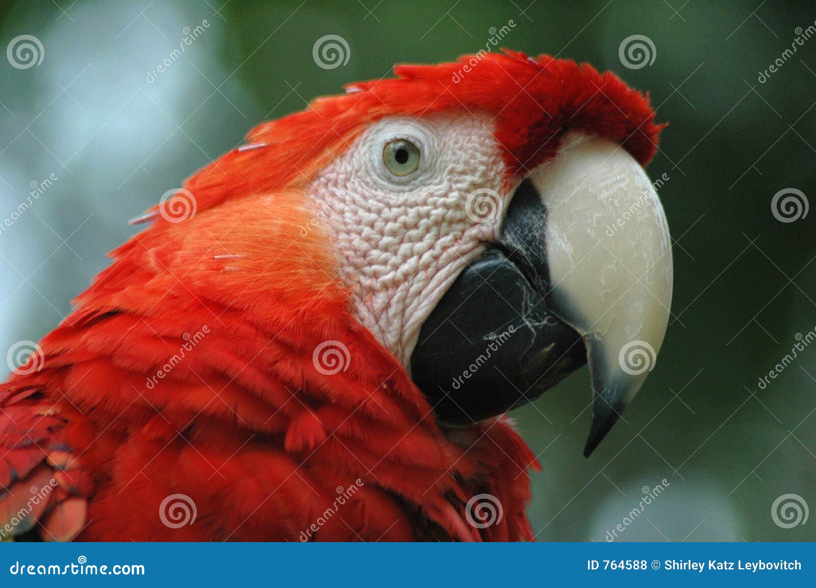The red parrot stock photo. Image of parrot, macaw, bird - 764588