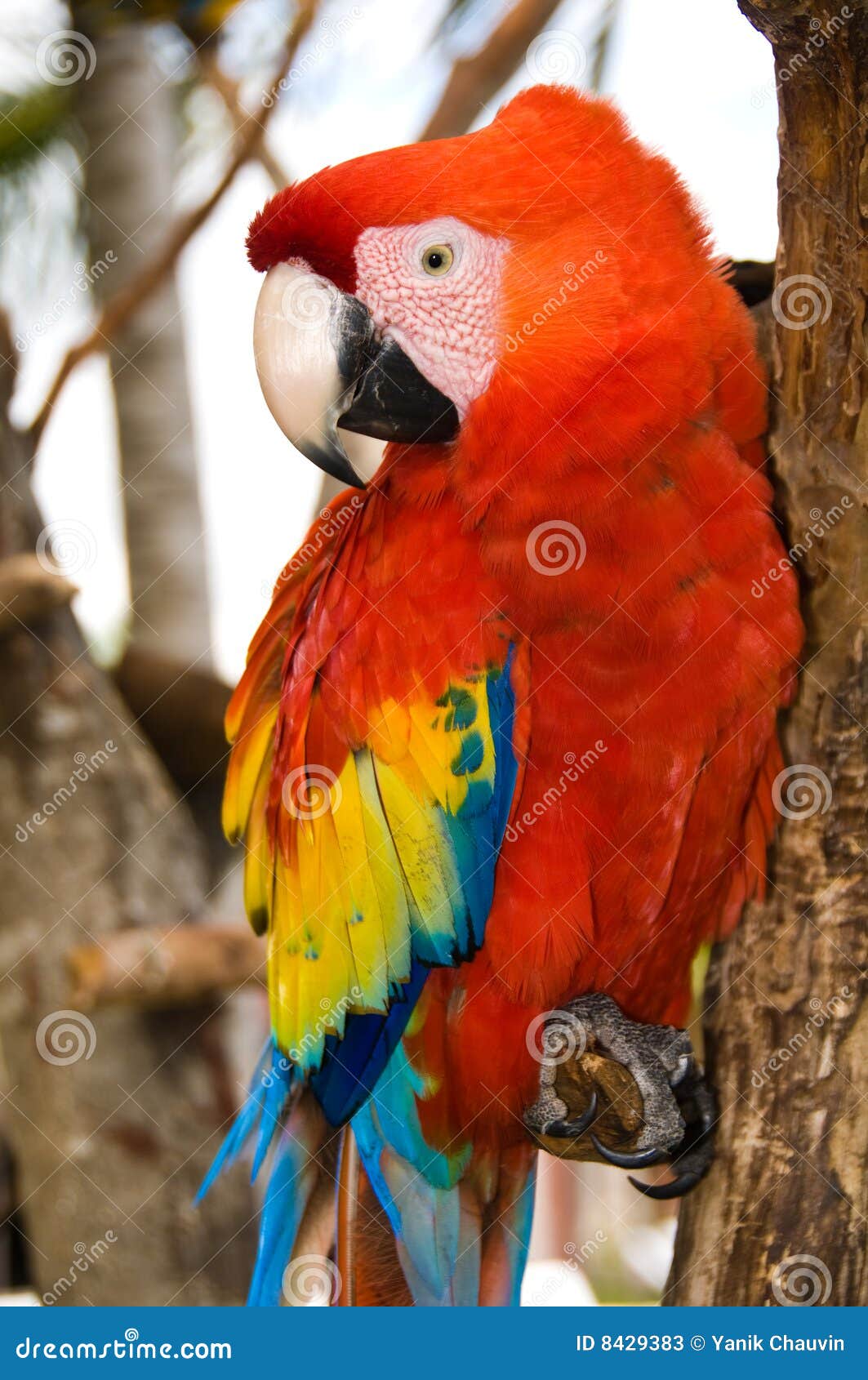 Red Parrot stock image. Image of avian, bird, parrot, colour - 8429383