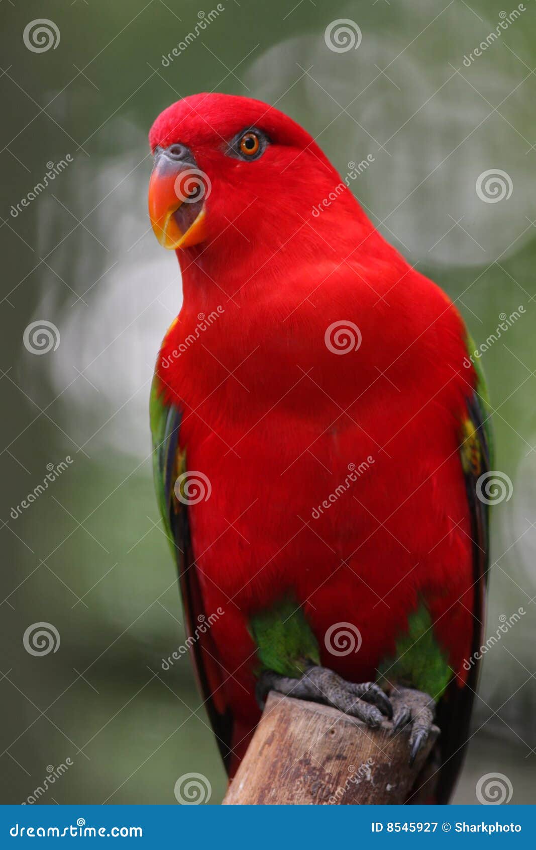 The Red Parrot stock image. Image of gardens, cuisine - 8545927