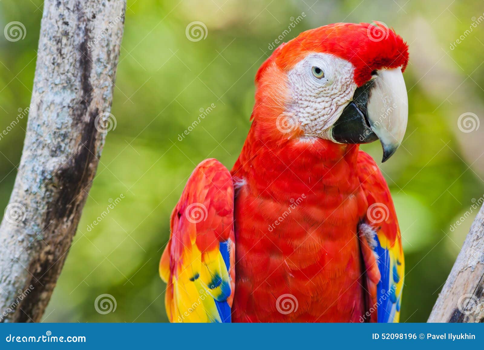 Red parrot stock photo. Image of nature, wing, green - 52098196