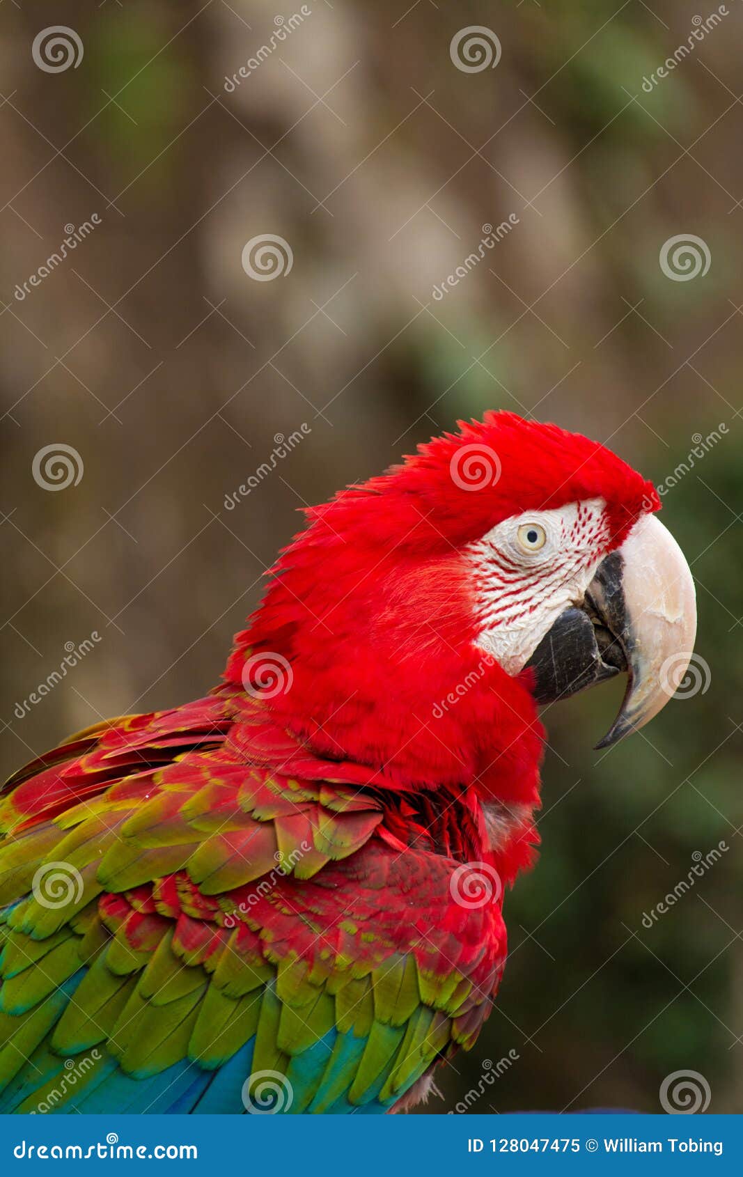 Red parrot stock image. Image of asian, beautiful, parrot - 128047475