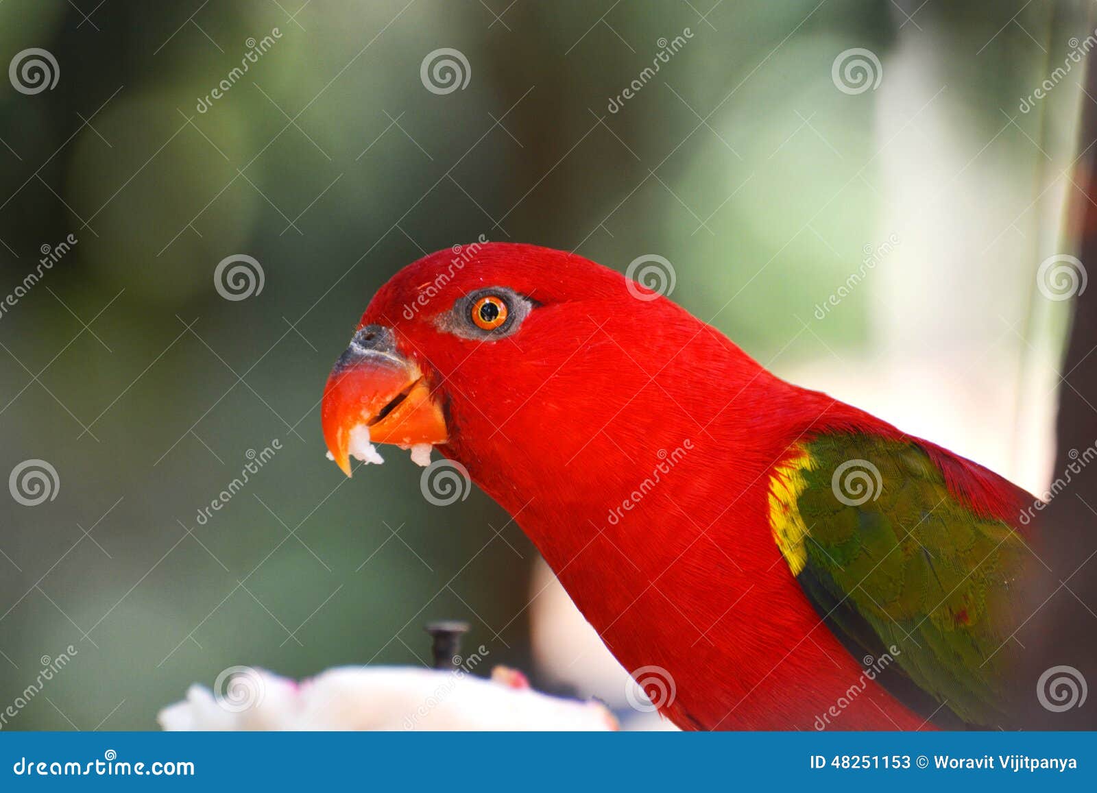 Red parrot stock image. Image of colourful, maccaw, agapornis - 48251153