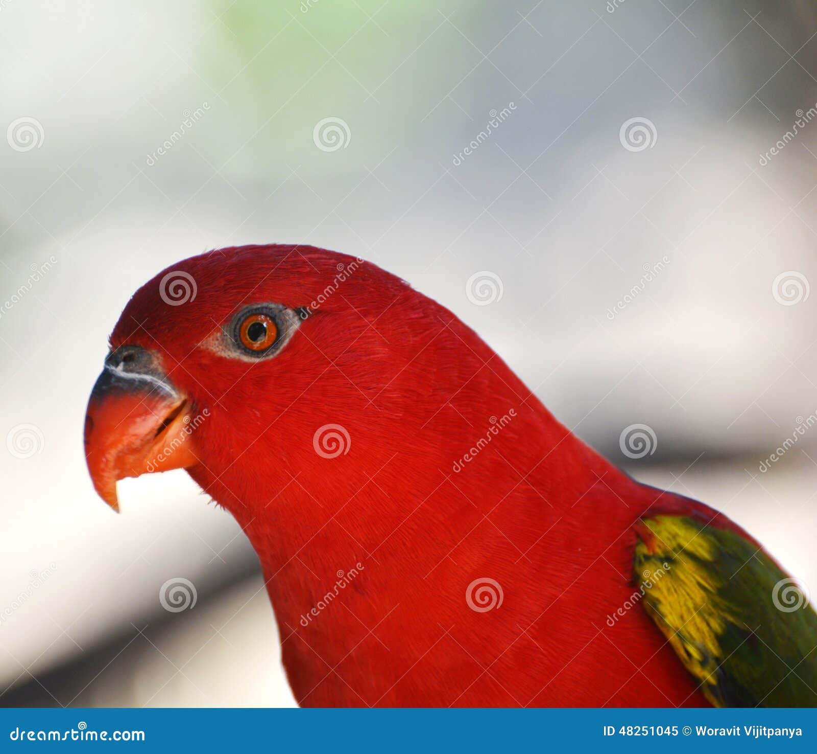 Red parrot stock image. Image of climb, family, natural - 48251045