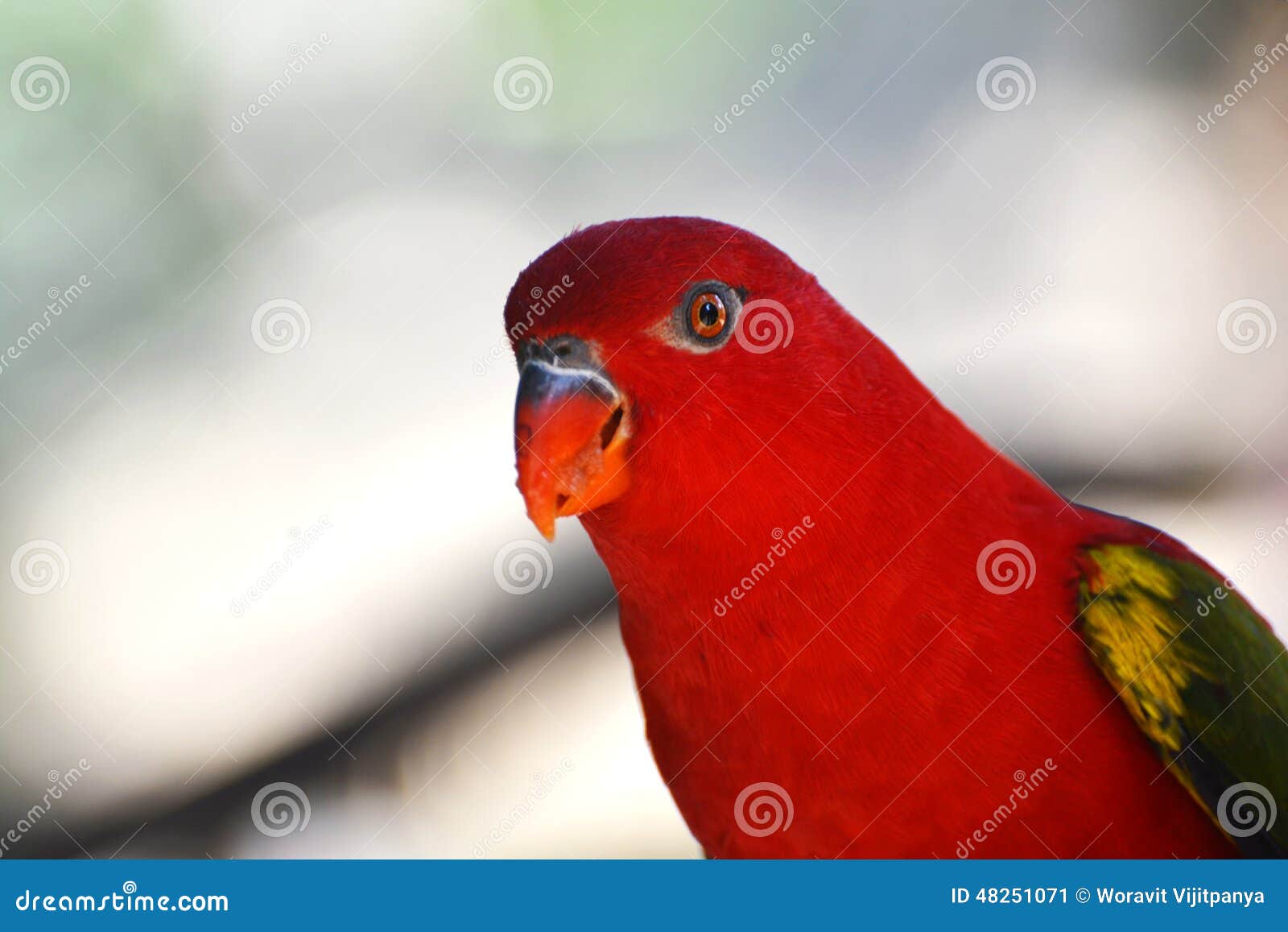 Red parrot stock image. Image of cute, color, parrot - 48251071