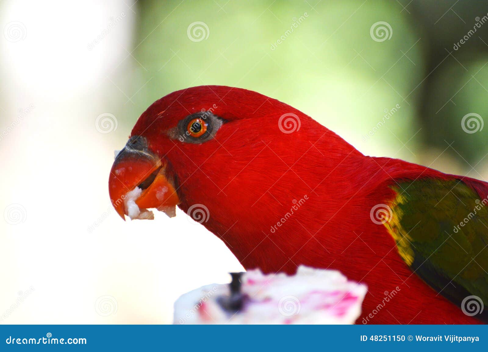 Red parrot stock photo. Image of colorful, bird, bright - 48251150