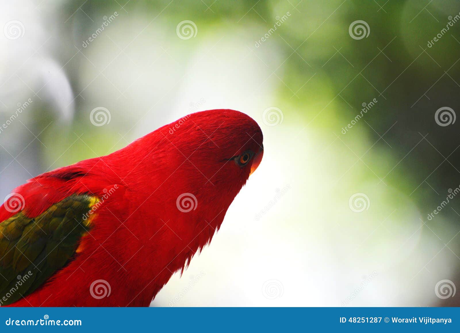 Red parrot stock image. Image of path, feather, natural - 48251287