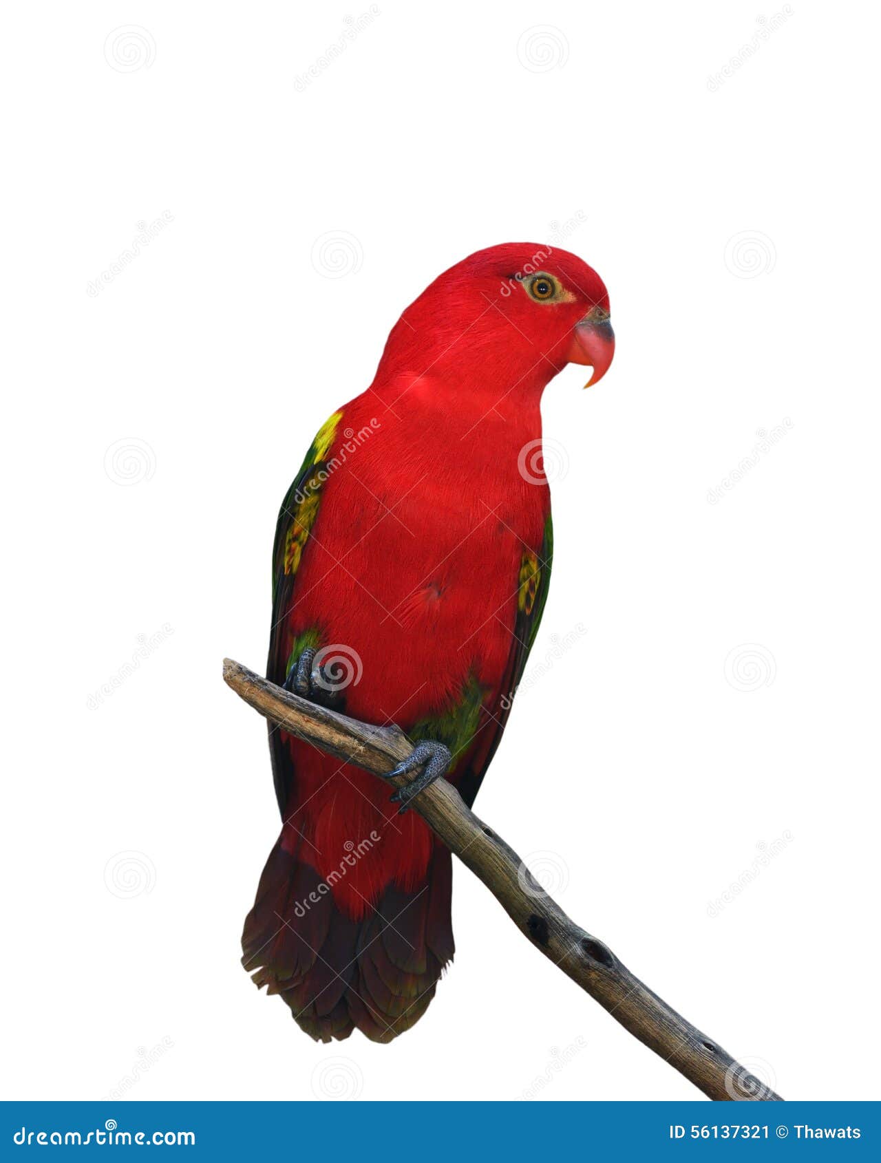 Red parrot stock image. Image of tropical, branch, vibrant - 56137321