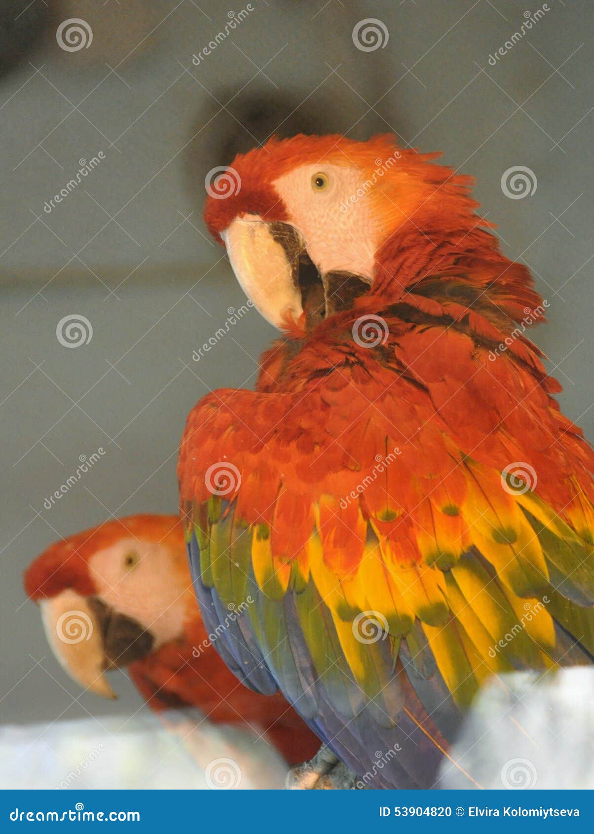 Red parrot stock photo. Image of portrait, bird, flyer - 53904820