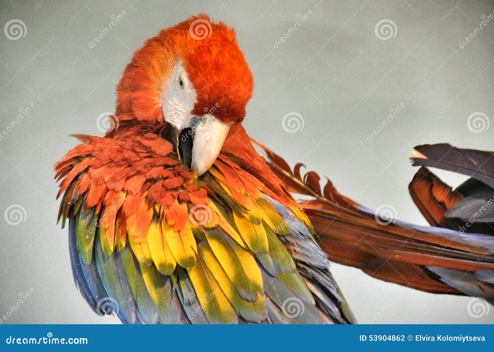 Red parrot stock photo. Image of macaw, speaking, multicolor - 53904862