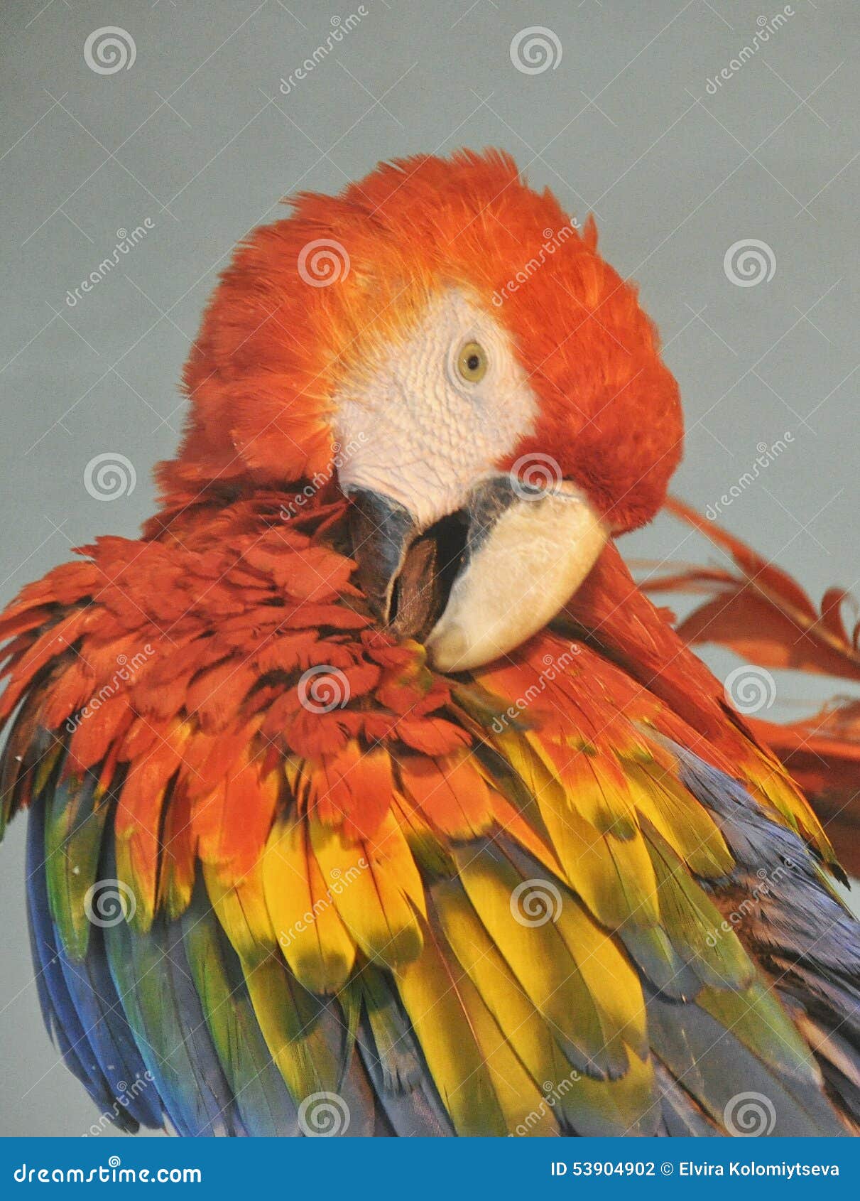 Red parrot stock photo. Image of flyer, flier, fowl, animal - 53904902