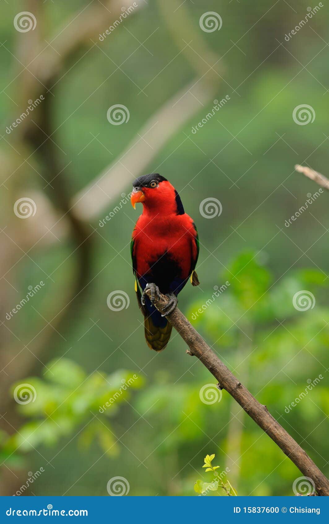 Red Parrot on branch stock photo. Image of tree, parrot - 15837600