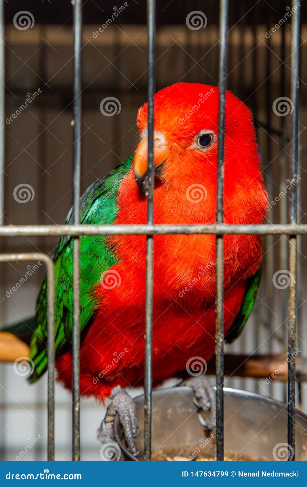 Red parrot in the cage stock image. Image of captivity - 147634799