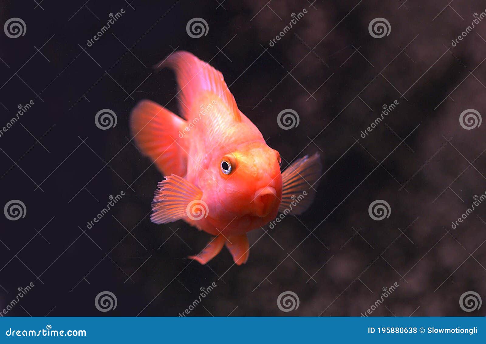Red Parrot Cichlid, Cichlasoma Erythraeum Stock Photo - Image of adult ...