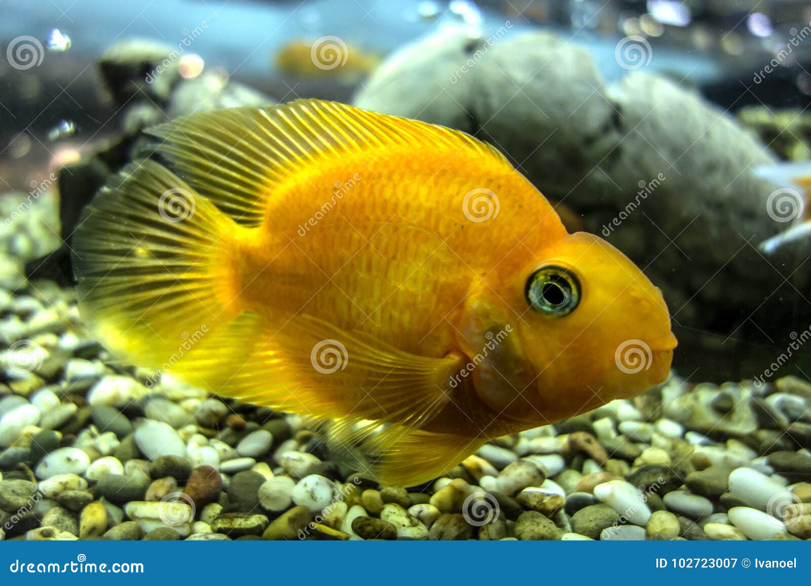 Red Parrot Cichlid Fish in Aquarium Stock Image - Image of decor ...