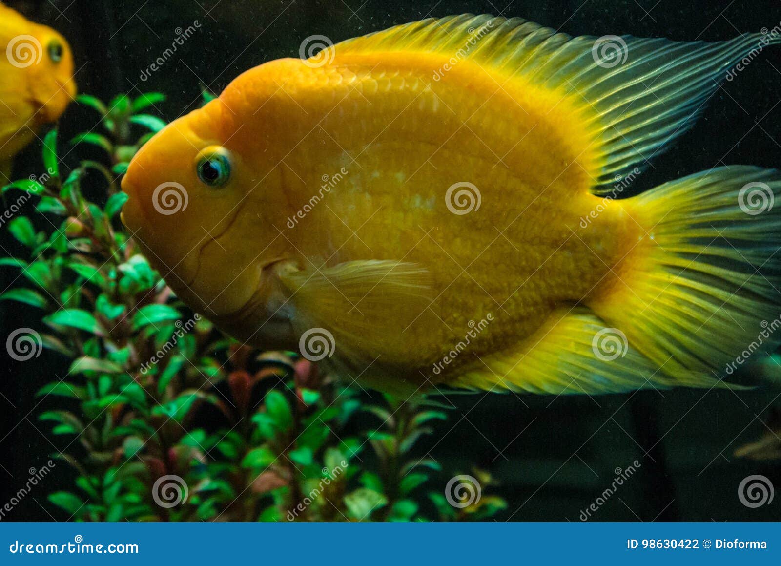 Red Parrot Cichlid stock photo. Image of colorful, gold - 98630422