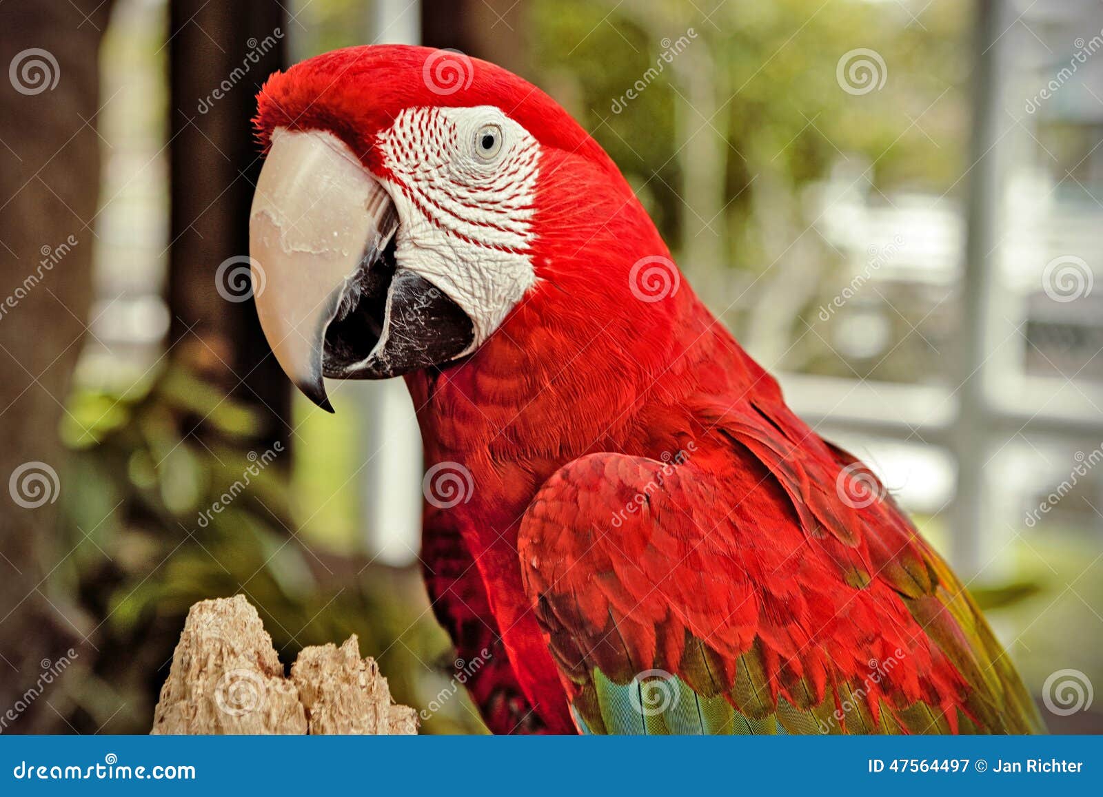 Red parrot stock image. Image of green, bird, animal - 47564497