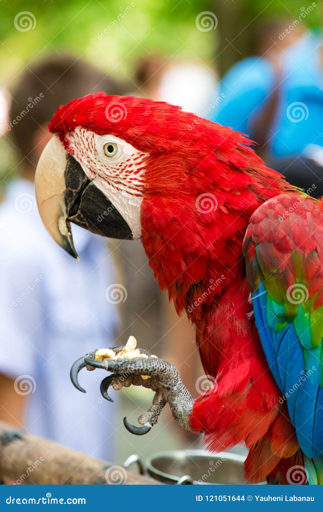 Red Parrot eats nut stock photo. Image of animal, jungle - 121051644