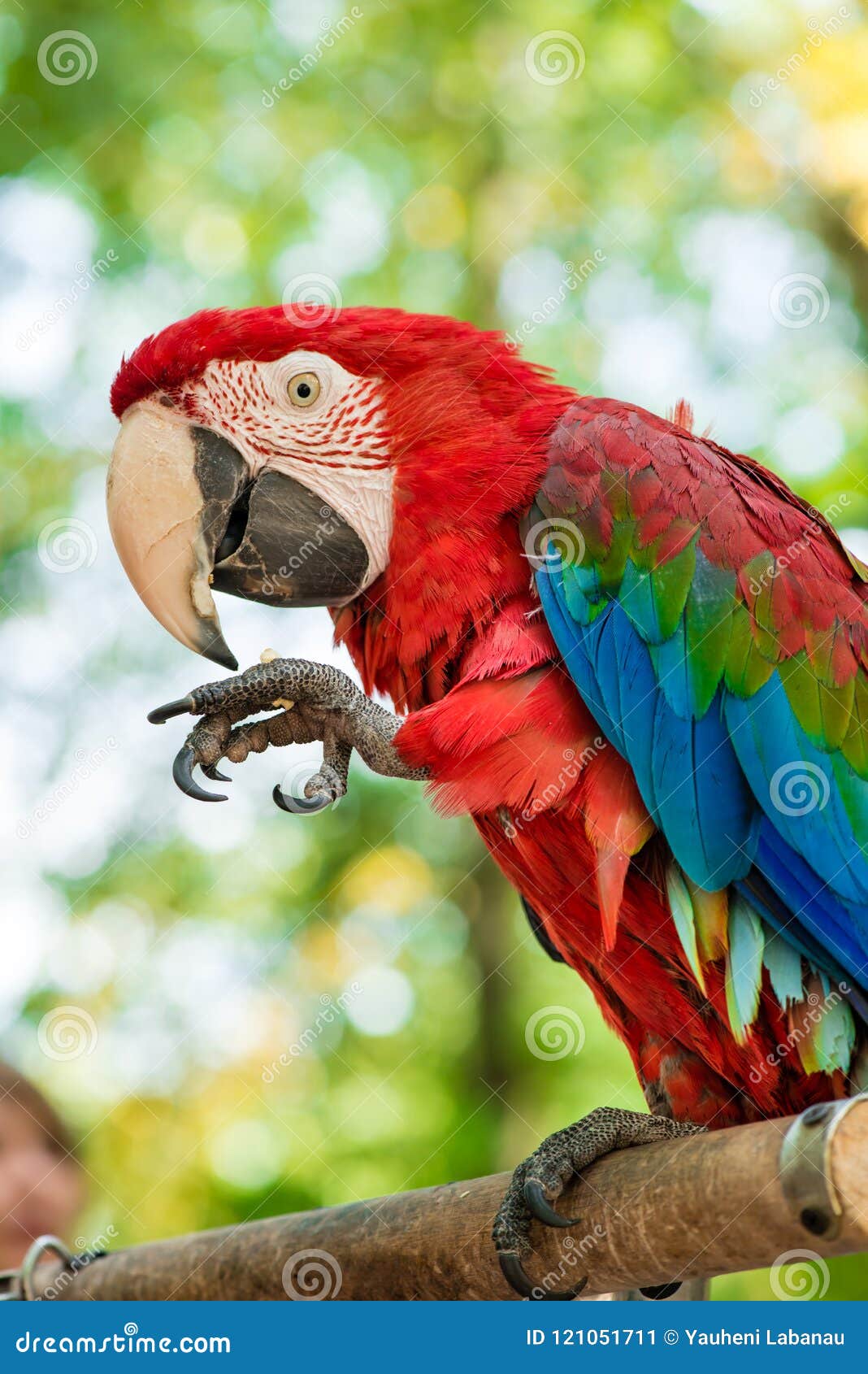 Red Parrot eats nut stock image. Image of jungle, looking - 121051711