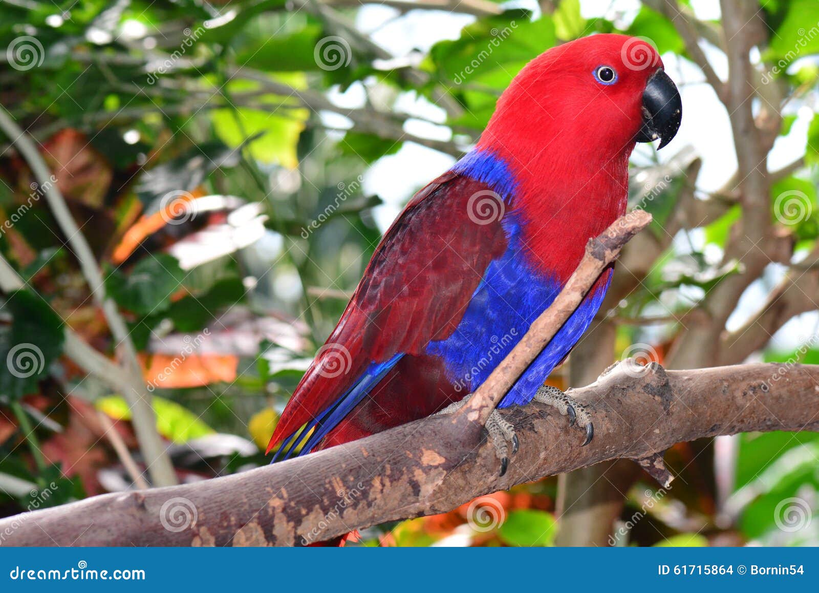 Red Parrot stock photo. Image of bird, eyes, beak, blue - 61715864