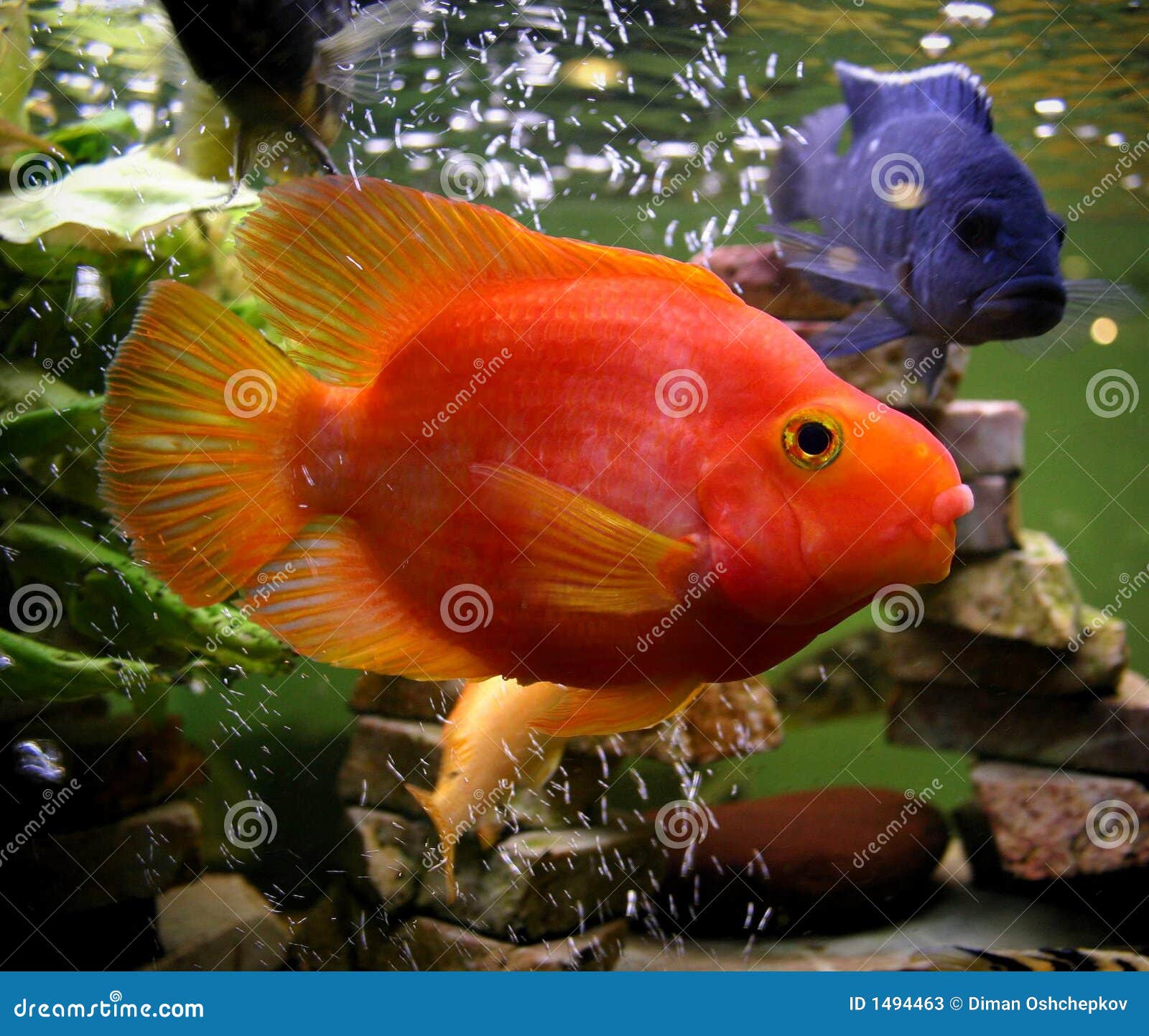 Parrot Fish. The Aquarium Blood Parrot Cichlid Or More Commonly And ...