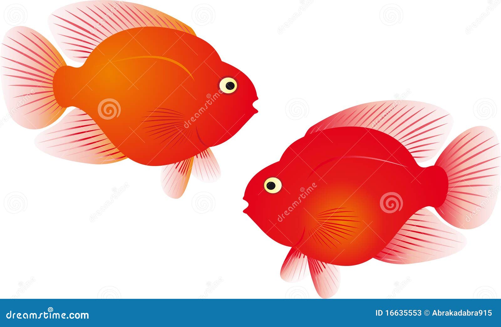 Close Up Of A Parrotfish Swimming In The Clear Ocean. Natural ...