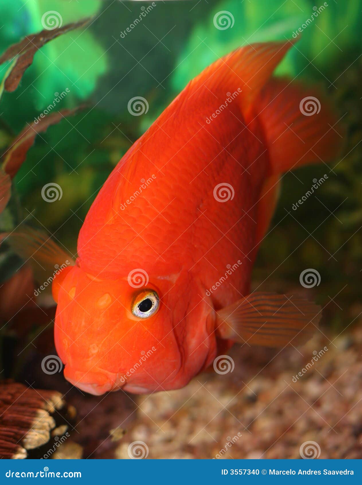 Red parrot fish. stock photo. Image of aquario, tropical - 3557340