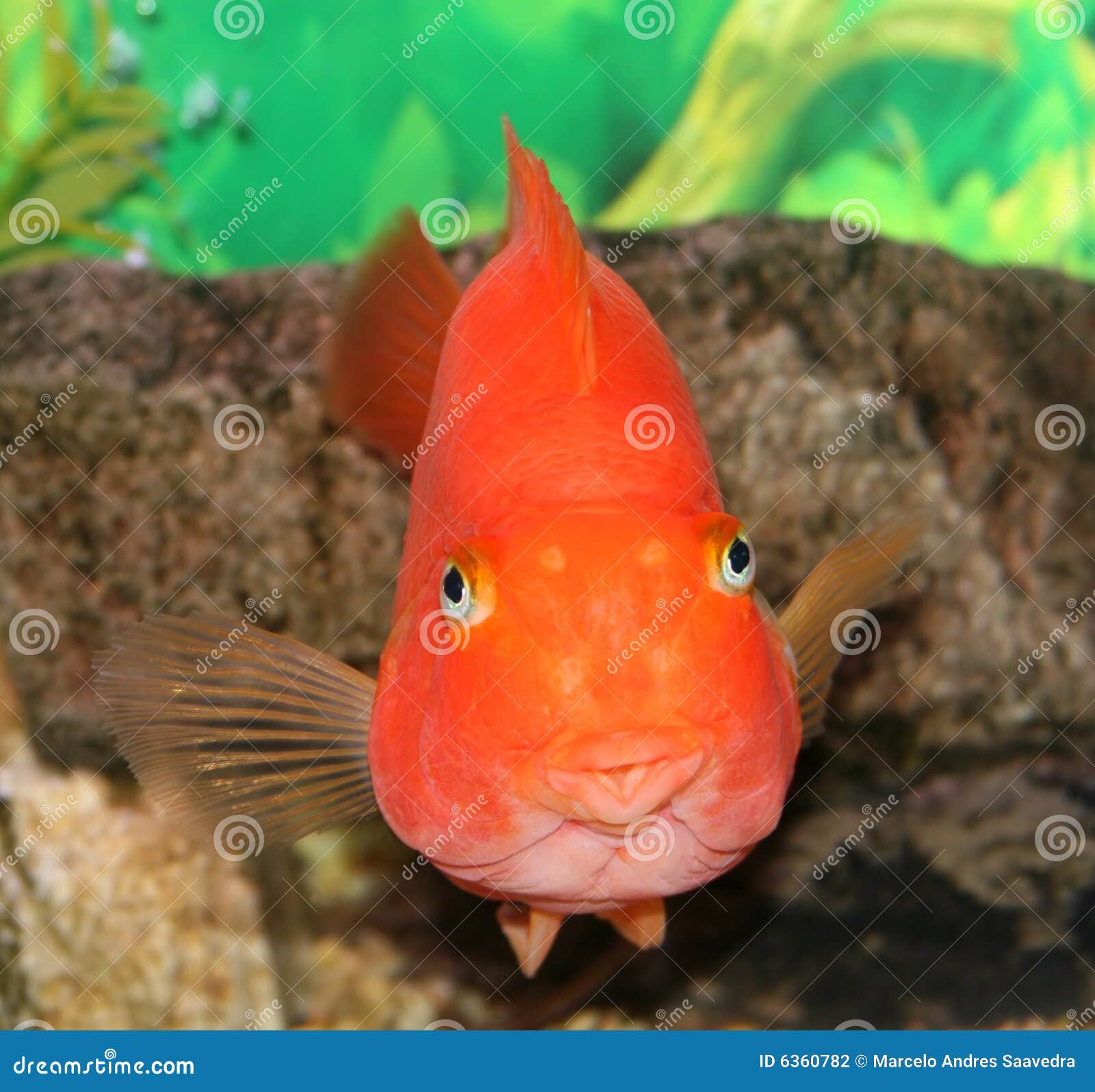 Red parrot fish. stock photo. Image of parrot, tropical - 6360782