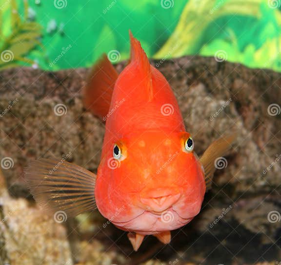 Red parrot fish. stock photo. Image of parrot, tropical - 6360782