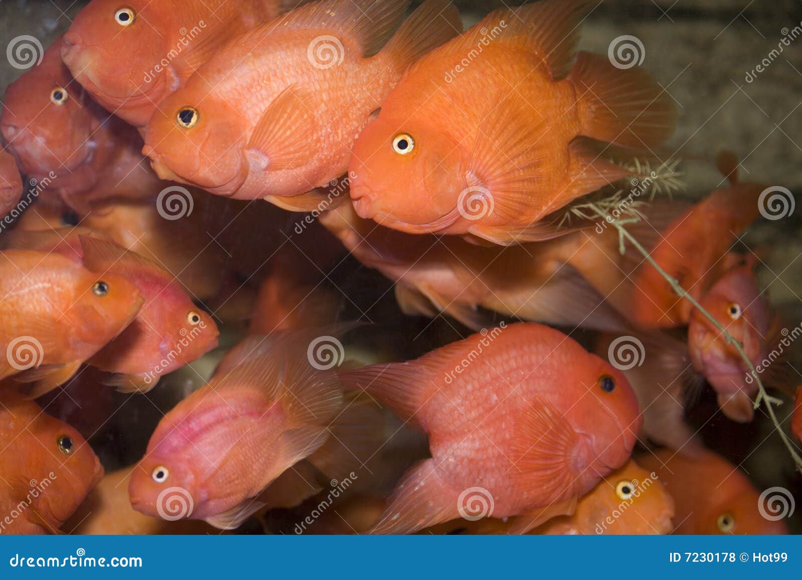 Red parrot fish stock photo. Image of close, hobby, aquatic - 7230178