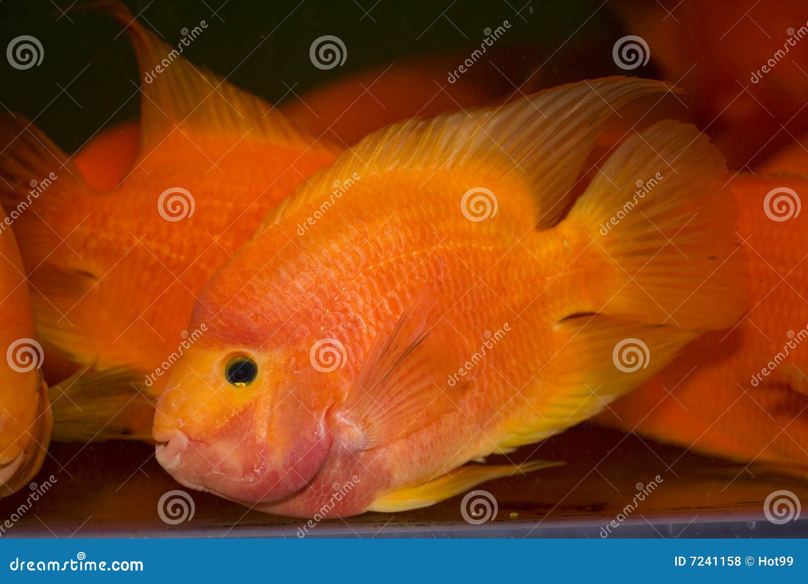 Red parrot fish stock photo. Image of gold, alone, closeup - 7241158