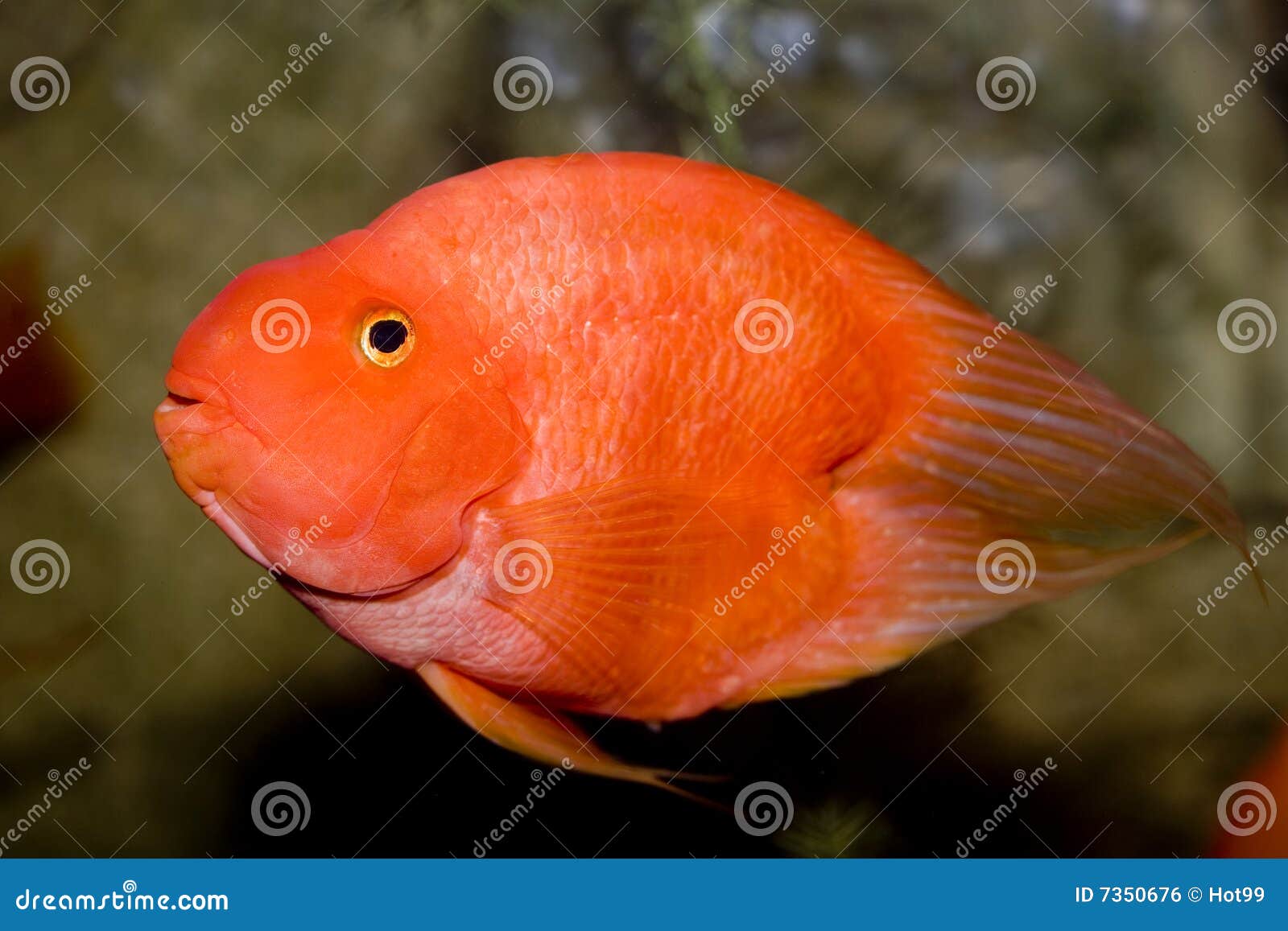 Parrot Fish