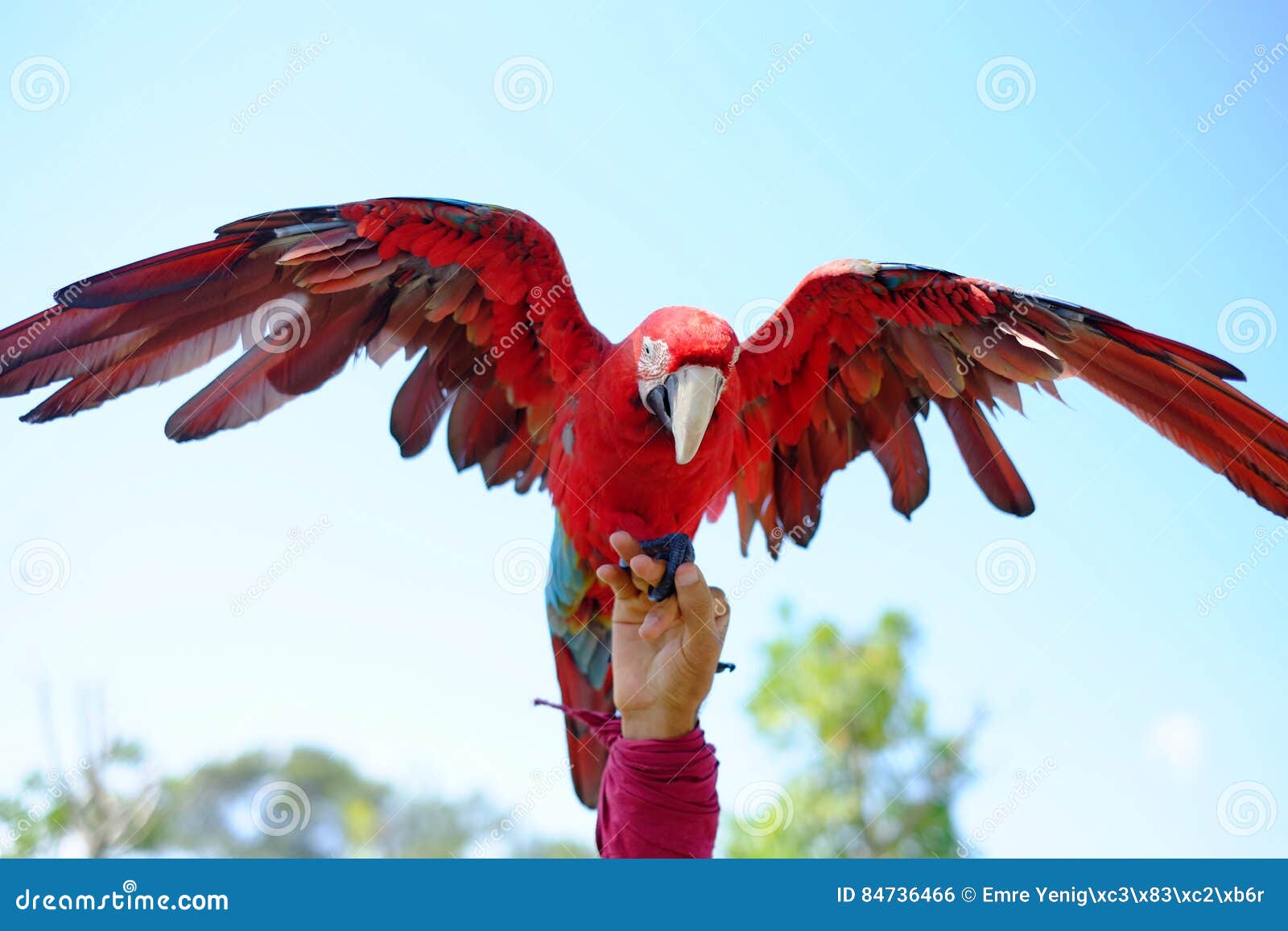 Red parrot stock photo. Image of hand, onhand, wings - 84736466