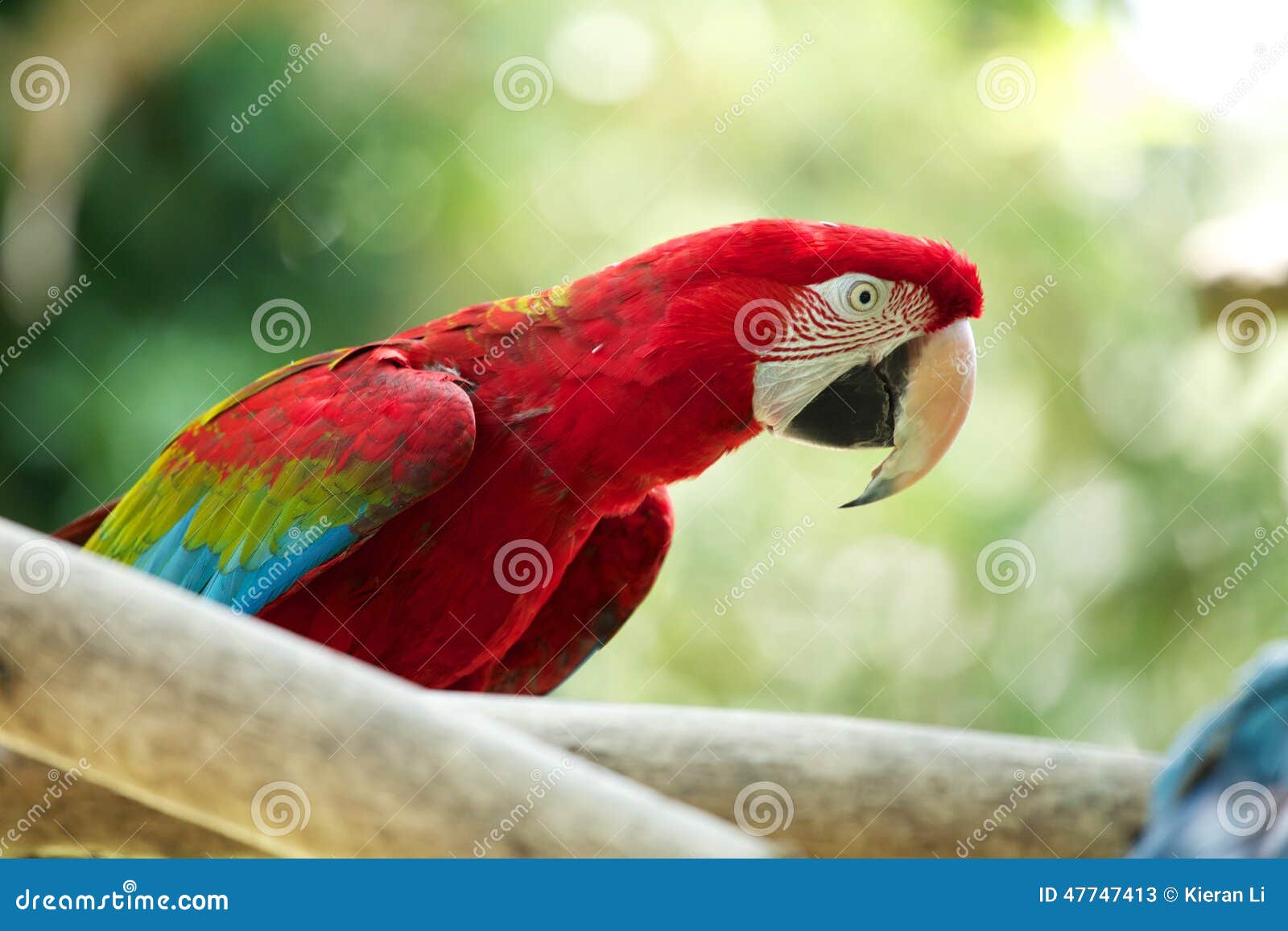 Red Parrot stock image. Image of clawed, saturated, macaw - 47747413